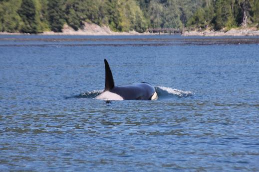Orca Identification | Grizzly Bear Tours & Whale Watching, Knight Inlet