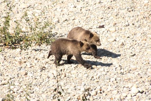 Slow Grizzly Bear Cubs 1 of 2 | Grizzly Bear Tours & Whale Watching ...