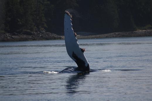 Watching Whale Fins | Grizzly Bear Tours & Whale Watching, Knight Inlet