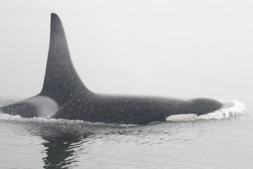 Killer Whale Morning | Grizzly Bear Tours & Whale Watching, Knight Inlet