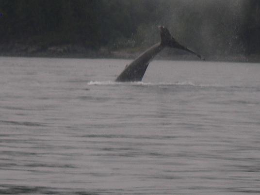 Grizzly Bear Tours & Wildlife Tours & Knight Inlet Adventures