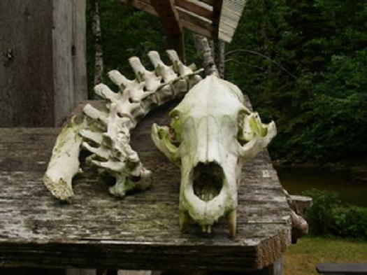 Trapper Rick's Remains | Grizzly Bear Tours & Whale Watching, Knight Inlet