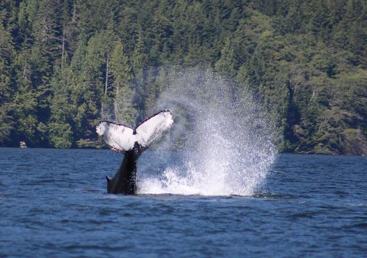 Humpback Lobtailing 16 of 20 | Grizzly Bear Tours & Whale Watching ...