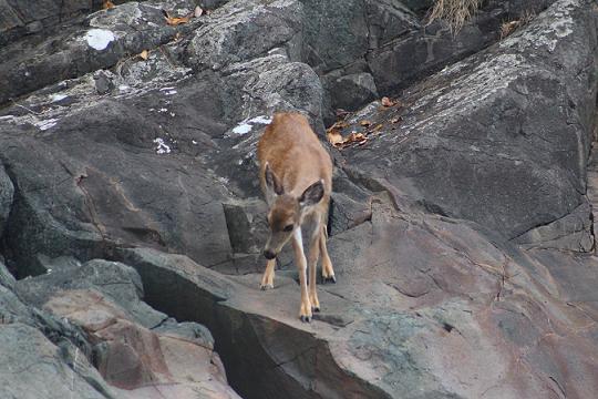 Lost Deer 19 of 20 | Grizzly Bear Tours & Whale Watching, Knight Inlet
